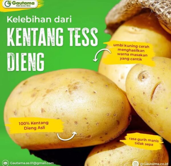 Kenali Jenis-Jenis Kentang Gautama dan Kegunaannya untuk Aneka Hidangan ...